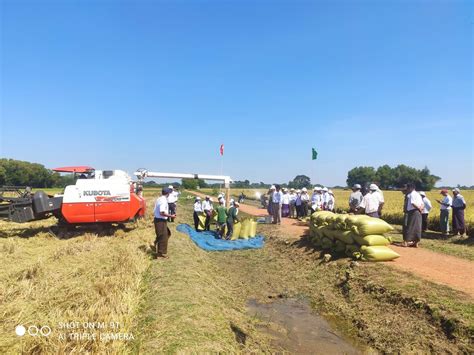 ဝါးခယ်မမြို့နယ် သဲကုန်းကျေးရွာ၌ မိုးစပါးစံကွက်ရိတ်သိမ်းပွဲကျင်းပ