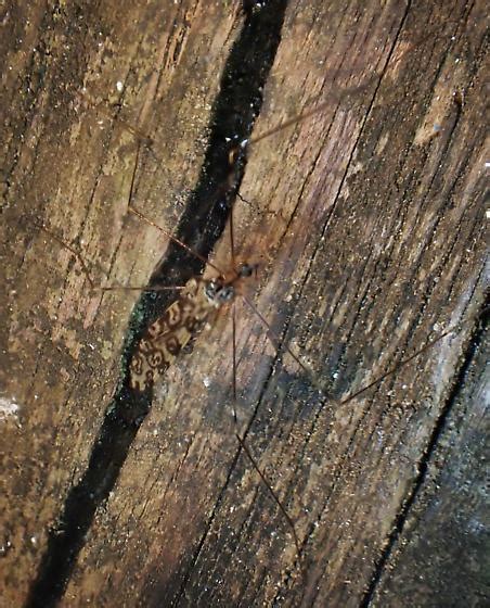 Limonia Annulata Bugguidenet