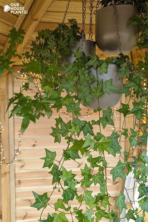 Common Ivy Hedera Helix English Ivy Guide Our House Plants