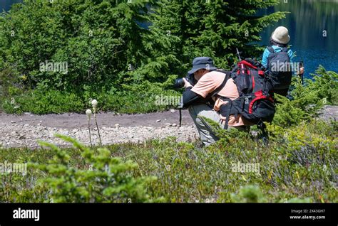 Backpackers Taking Photos Of Bear Grass Wildflowers Xerophyllum Tenax