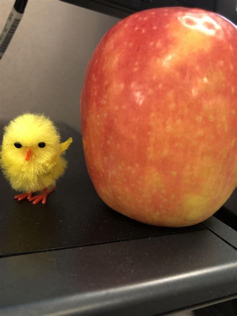 Cute Chicky Apple For Scale Raww