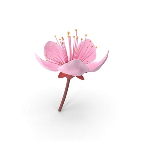 Cherry Blossom Sprig 3d Incl Asia And Blossom Envato