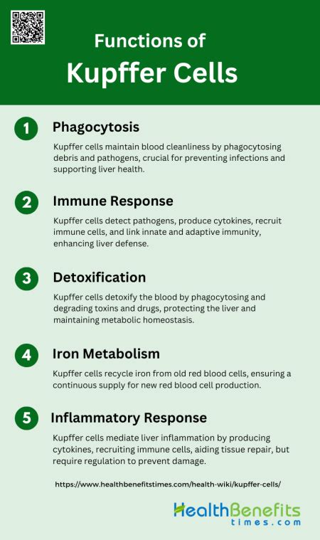 What Are Kupffer Cells Health Benefits