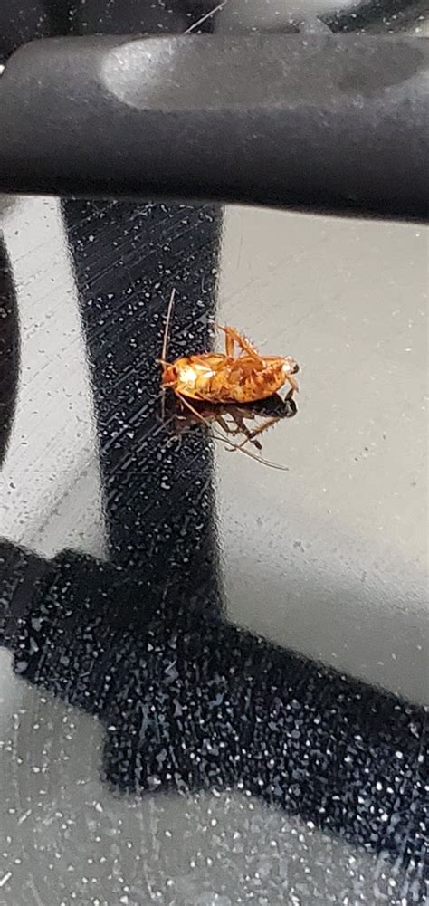 Is This A House Roach Rwhatsthisbug