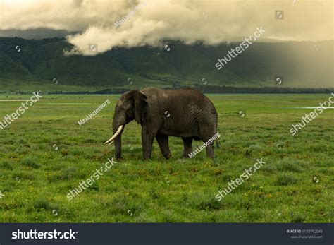 Elepphant 14 รายการ ภาพ ภาพสต็อกและเวกเตอร์ Shutterstock