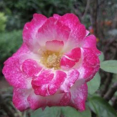 Jini Varghese Youtube