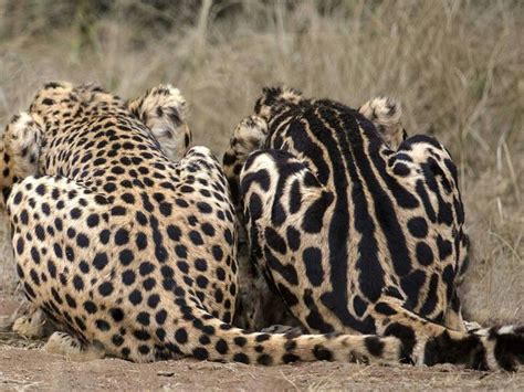 Cheetah Left And King Cheetah A Genetic Variant Causing The