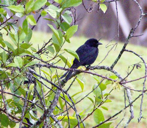 Drongos Genus Dicrurus · Minka