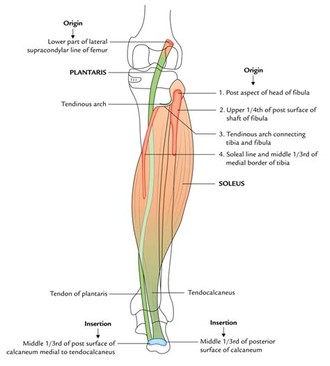 Gastrocnemius Origin And Insertion Kenhub