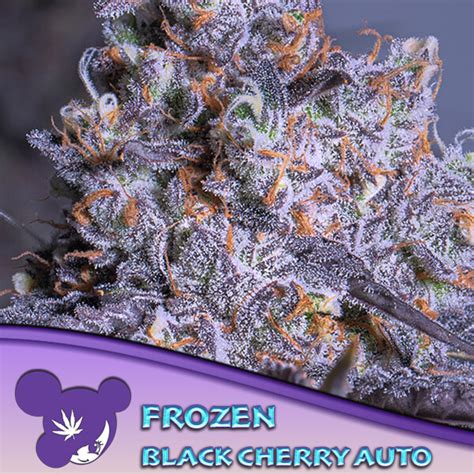Frozen Black Cherry Auto Strain Productive Autoflowering With Cherry