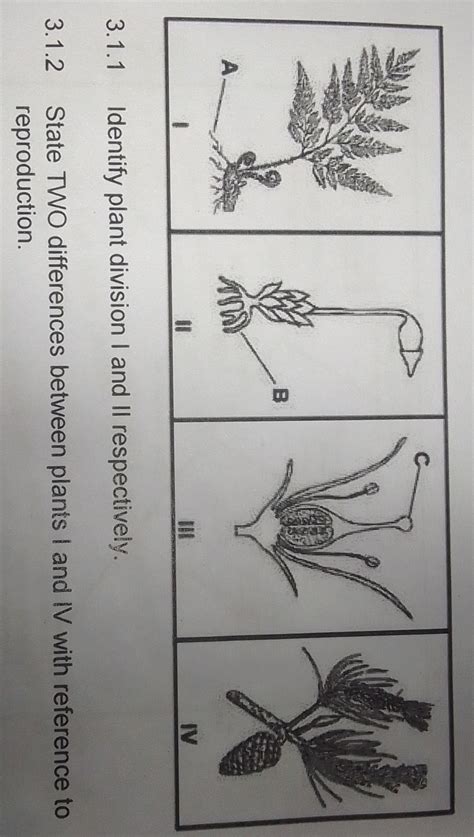 311 Identify Plant Division I And Ii Studyx