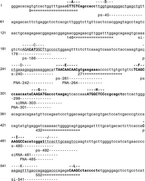 Native Mrna Antisense Accessible Sites Library For The Selection Of