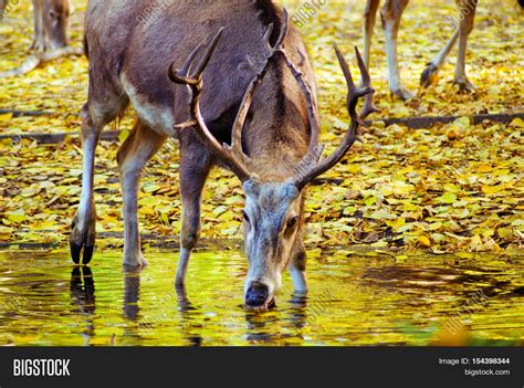 Deer Drinking Water From Stream