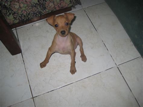 Kt Lifestyle Hopper The Hyper Dog