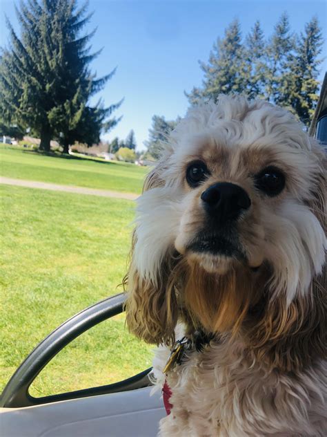 Does Anyone Elses Cocker Have A Beard Like Mine Rcockerspaniel