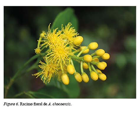 Herbario Digital Plantas De Costa Rica Anthodiscus Chocoensis