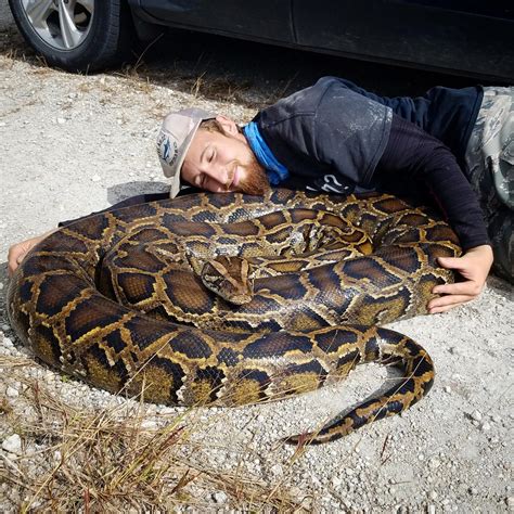 Python Hunter Recalls Catching Floridas Longest Snake
