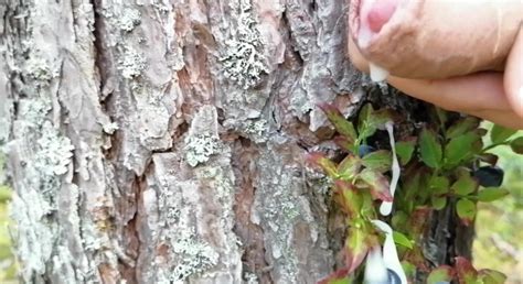 Blueberry With Cream Guy On Berry In The Forest Gay Amateur Porn Feat