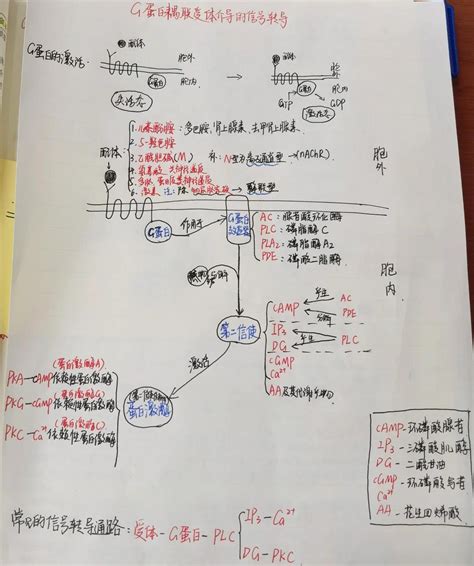 细胞的信号转导：从离子到核受体