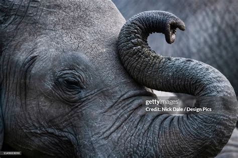 Closeup Of African Bush Elephant Curling Up Trunk Maasai Mara National