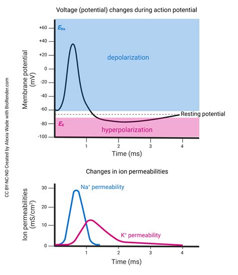The Equivalent Circuit Model Of The Neuronal Membrane Advanced