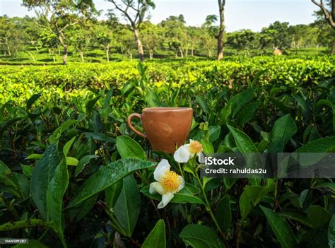 Secangkir Teh Bunga Dengan Latar Belakang Perkebunan Teh Di Kebun Teh Sreemangal Bangladesh