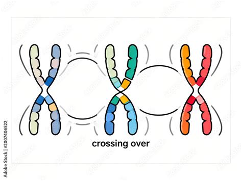 The Diagram Illustrates The Process Of Meiosis With A Focus On The