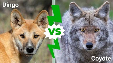 Dingo Vs Coyote 4 Key Differences Explained A Z Animals