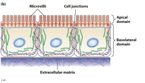 Module 4 Cytoskeleton Flashcards Quizlet