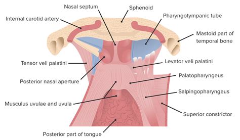 Músculos Del Paladar Blando El Cielo Anatomía Estructura Función
