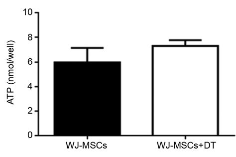 Evaluation Of A Decellularization Protocol For The Development Of A