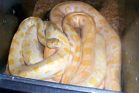 10 Foot Albino Burmese Pythons Faunaclassifieds