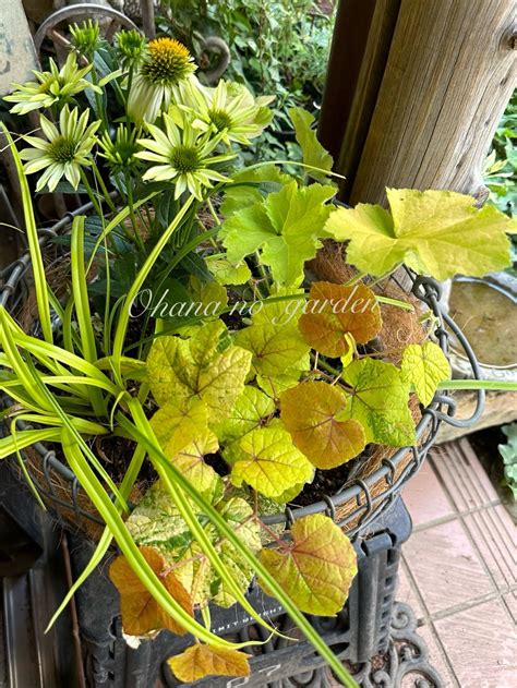 ＊エキナセアの寄せ植え ＊開花が始まったエキナセアの花 お花のガーデン 日記