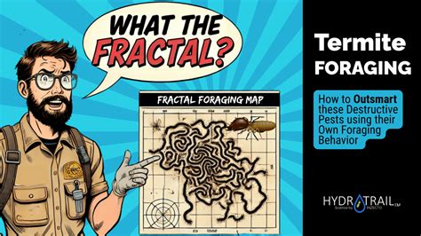 How To Outsmart Termites Using Their Own Foraging Behavior Hydrotrail