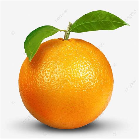 Orange Fruite Clipart Hd Png Hand Drawn Delicious Orange Fruit Clipart
