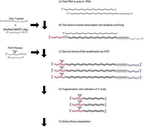 Four Methods Of Preparing Mrna 5′ End Libraries Using The Illumina Sequencing Platform Rna Seq