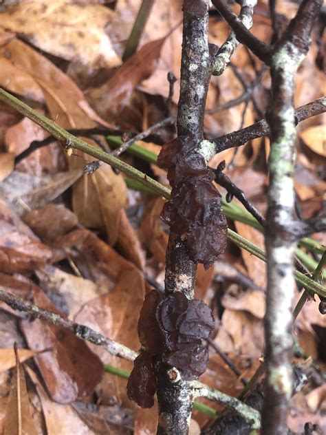 Squishy Dude North Carolina Rmycology