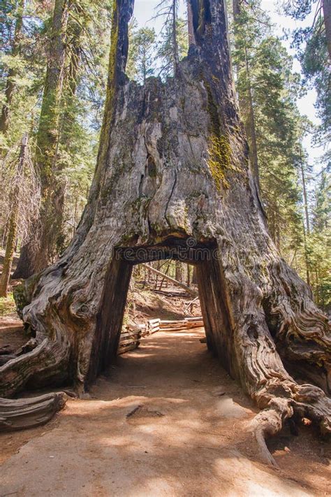 Giant Sequoia Stock Image Image Of California Nature 24890927