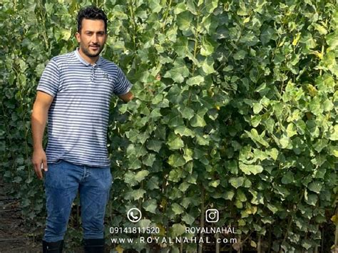 پتانسیل بالای درآمدزایی با کاشت نهال صنوبر