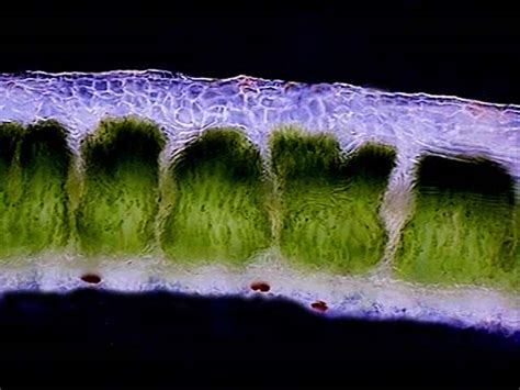 Palisade Cell Microscope