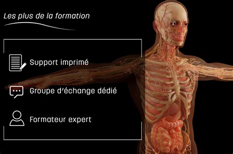 Dissection Appliquée à Lexamen Clinique Kiné Formations