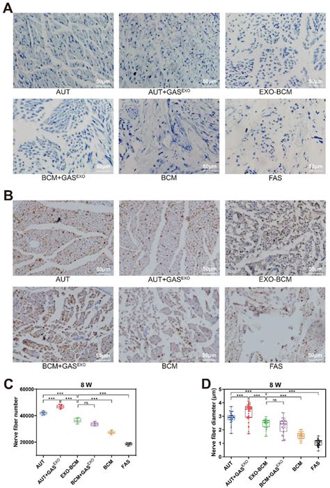 Immunohistochemistry And Morphometry Of Regenerated Nerve Fibers In Download Scientific Diagram