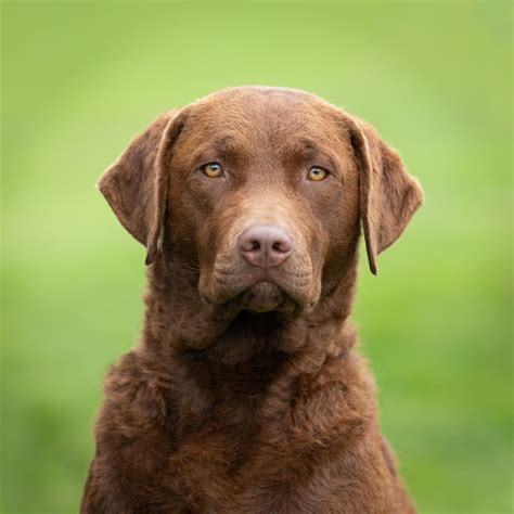 Chesapeake Bay Retriever Club