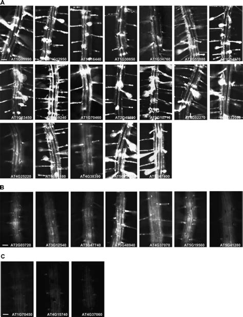 Cis Element And Transcriptome Based Screening Of Root Hair Specific