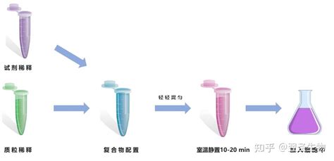 Pei转染的原理与使用操作方法 知乎
