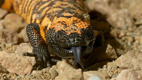 Unleashing The Secrets Of Reptilian Tongues Hubpages