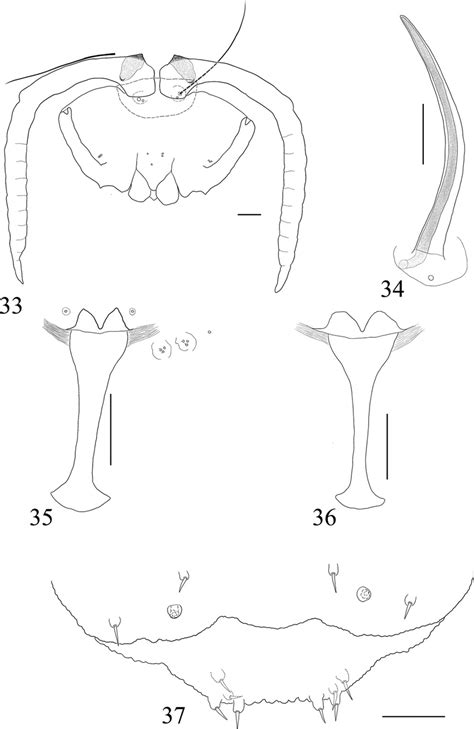 Macrolabis Katoi 33 Ventral View Of Pupal Head 34 Pupal Prothoracic