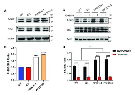 Pp2c Dephosphorylation Of Slt2 In Vivo A The Phosphorylation Level