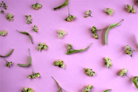 50 Lipa Foto Foto Foto Stok Potret And Gambar Bebas Royalti Istock