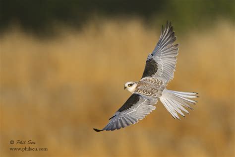Juvenile White Tailed Kite Bank Turn In Flight Image Bird